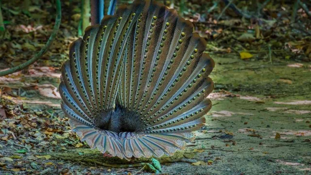 Great Argus Sang Burung Bermata Seratus! Mengenal Kuau Raja Si Raksasa ...
