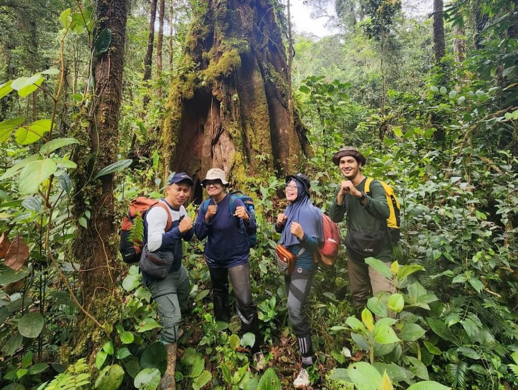 Mengenal Pohon Ulin: Kayu Besi Asli Indonesia yang Kaya Manfaat dan ...