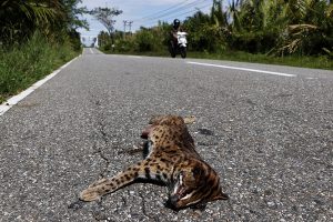 Bukan Anak Harimau: Viral Kucing Hutan Malang Terlindas di Parapat ...
