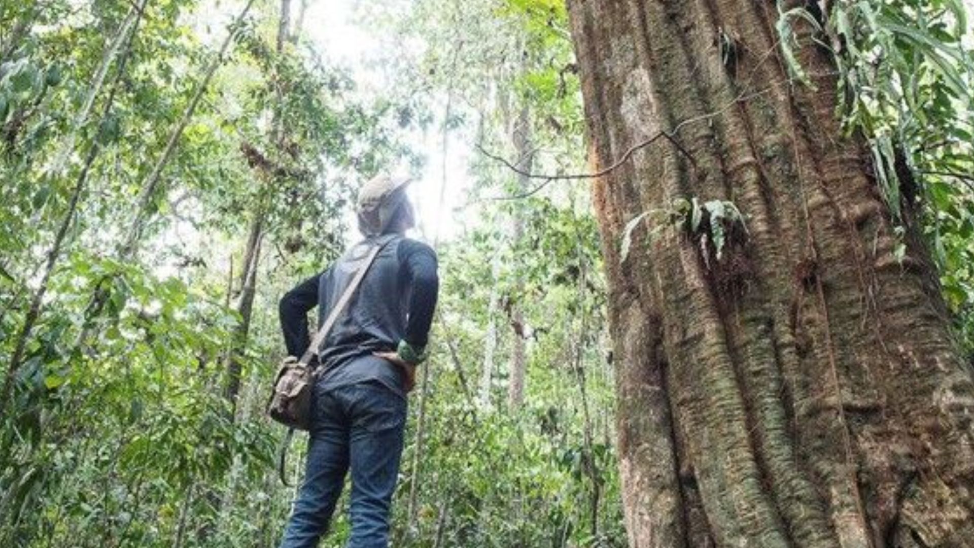 Mengenal Pohon Ulin: Kayu Besi Asli Indonesia yang Kaya Manfaat dan ...