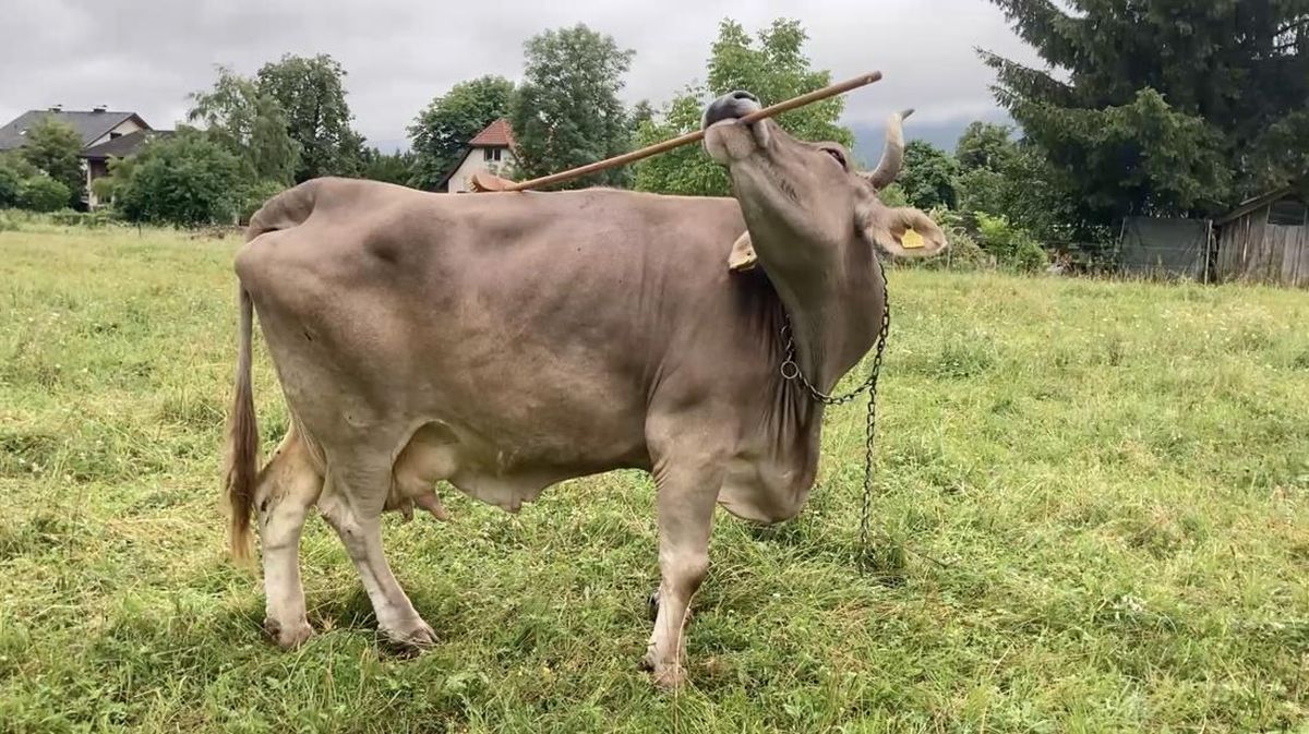 Veronika Si Sapi Jenius: Punya Skill Pakai Alat yang Bikin Ilmuwan ...